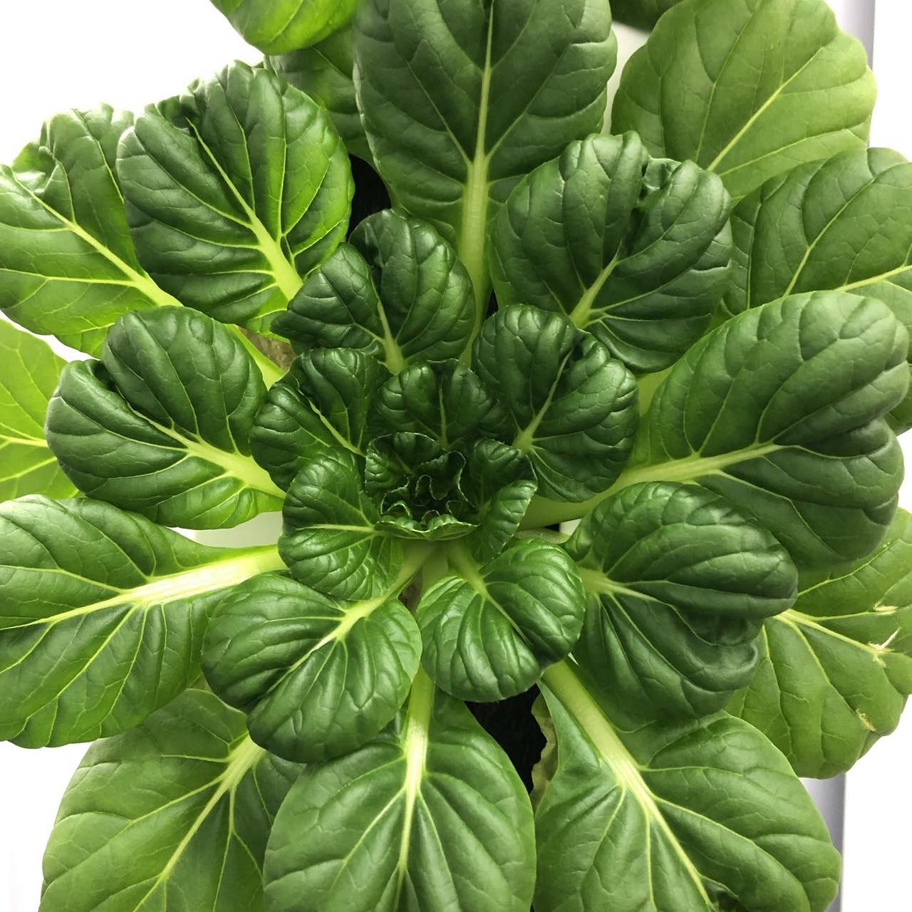 What can you grow? - Very Local Greens | Microgreens, Herbs & Leafy Greens